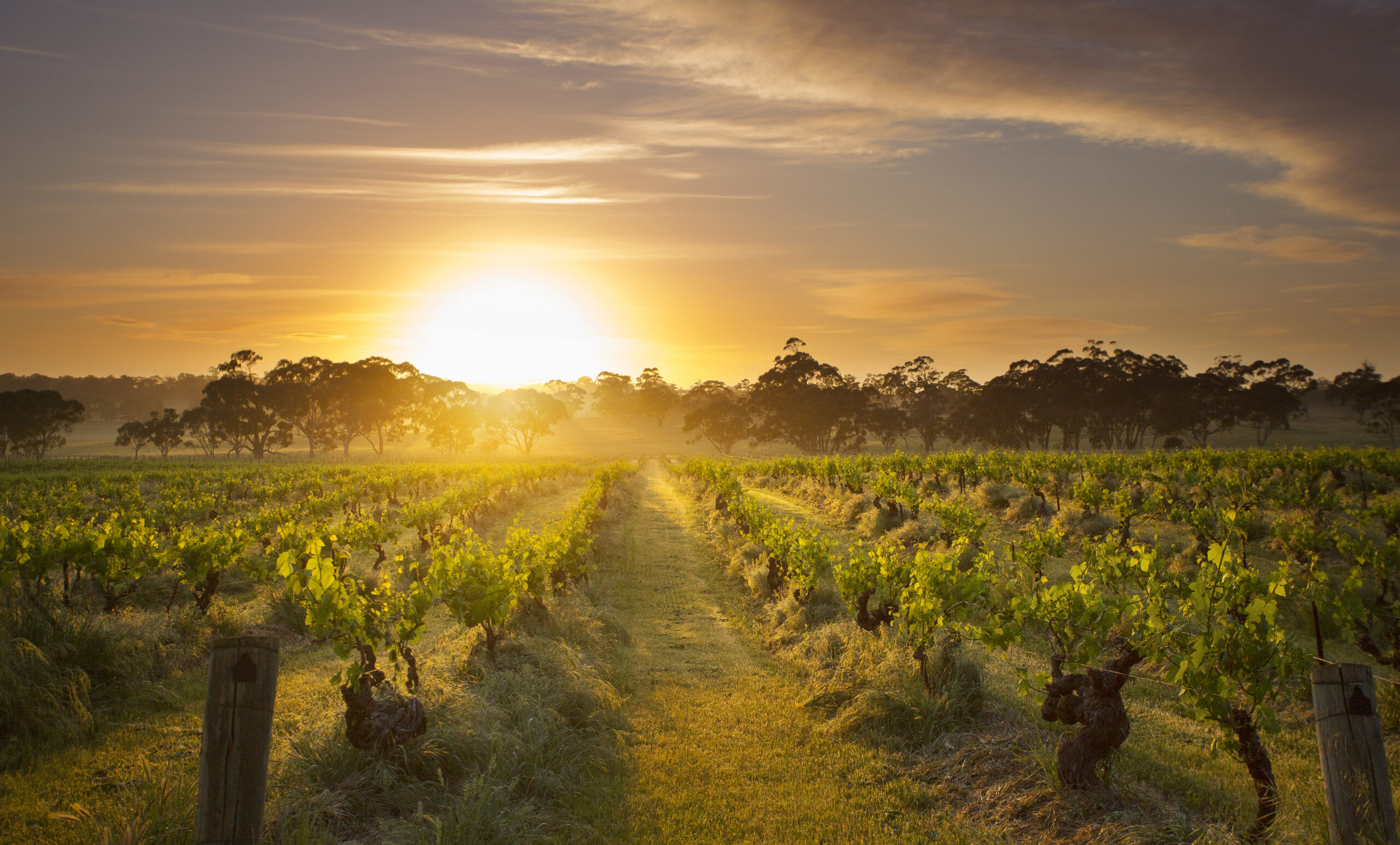 Icons of South Australia | The Tailor Touring Co.